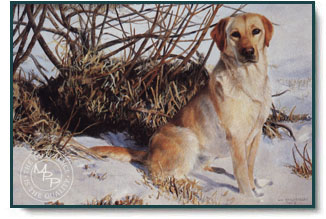 Amy Brackenbury - Chilly Dog - Christ-Centered Art