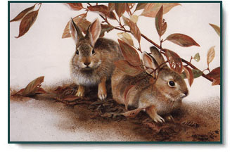 Amy Brackenbury - Under the Red Twigs - Cottontails - Christ-Centered Art